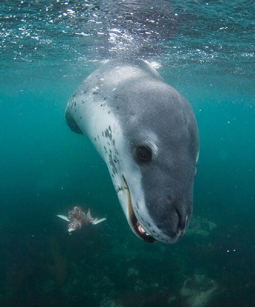 Story Behind The Shot The Hunting Leopard Seal Underwater