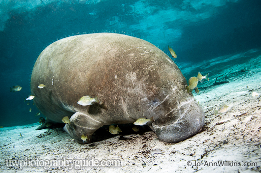 Photographing Manatees - Underwater Photography Guide