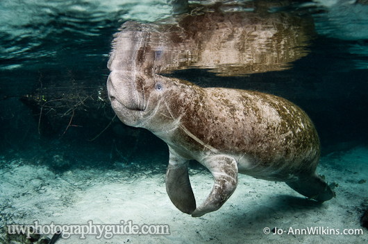 Photographing Manatees - Underwater Photography Guide