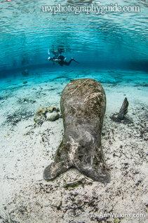 Photographing Manatees - Underwater Photography Guide
