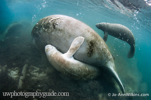 Photographing Manatees - Underwater Photography Guide