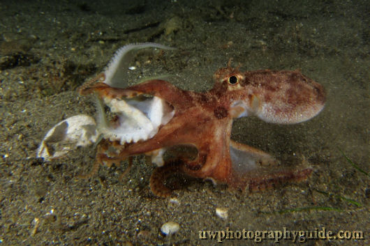 Anilao Shootout Winners - Part I - Underwater Photography Guide