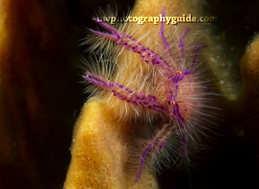 Anilao Shootout Winners - Part II - Underwater Photography Guide