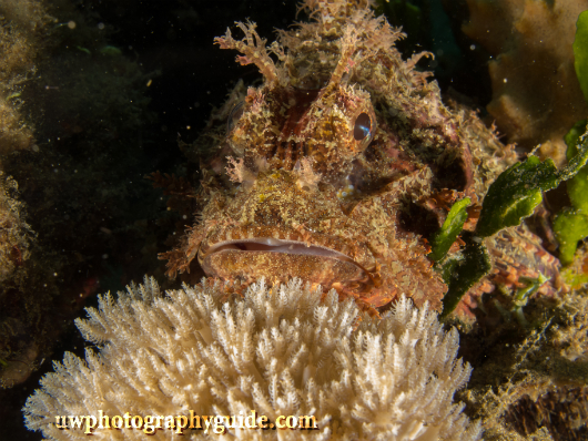 Anilao Shootout Winners - Part I - Underwater Photography Guide