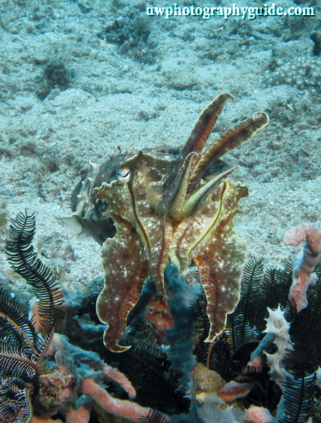 Anilao Shootout Winners - Part I - Underwater Photography Guide