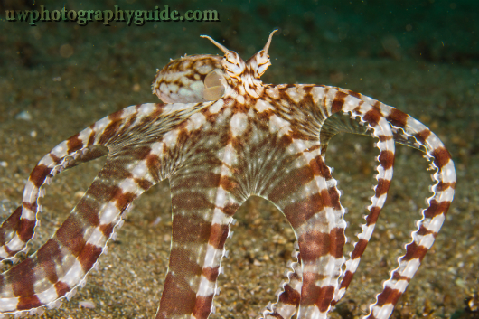 Anilao Shootout Winners - Part I - Underwater Photography Guide
