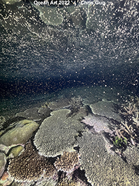 2022 Ocean Art Contest Winners - Underwater Photography Guide