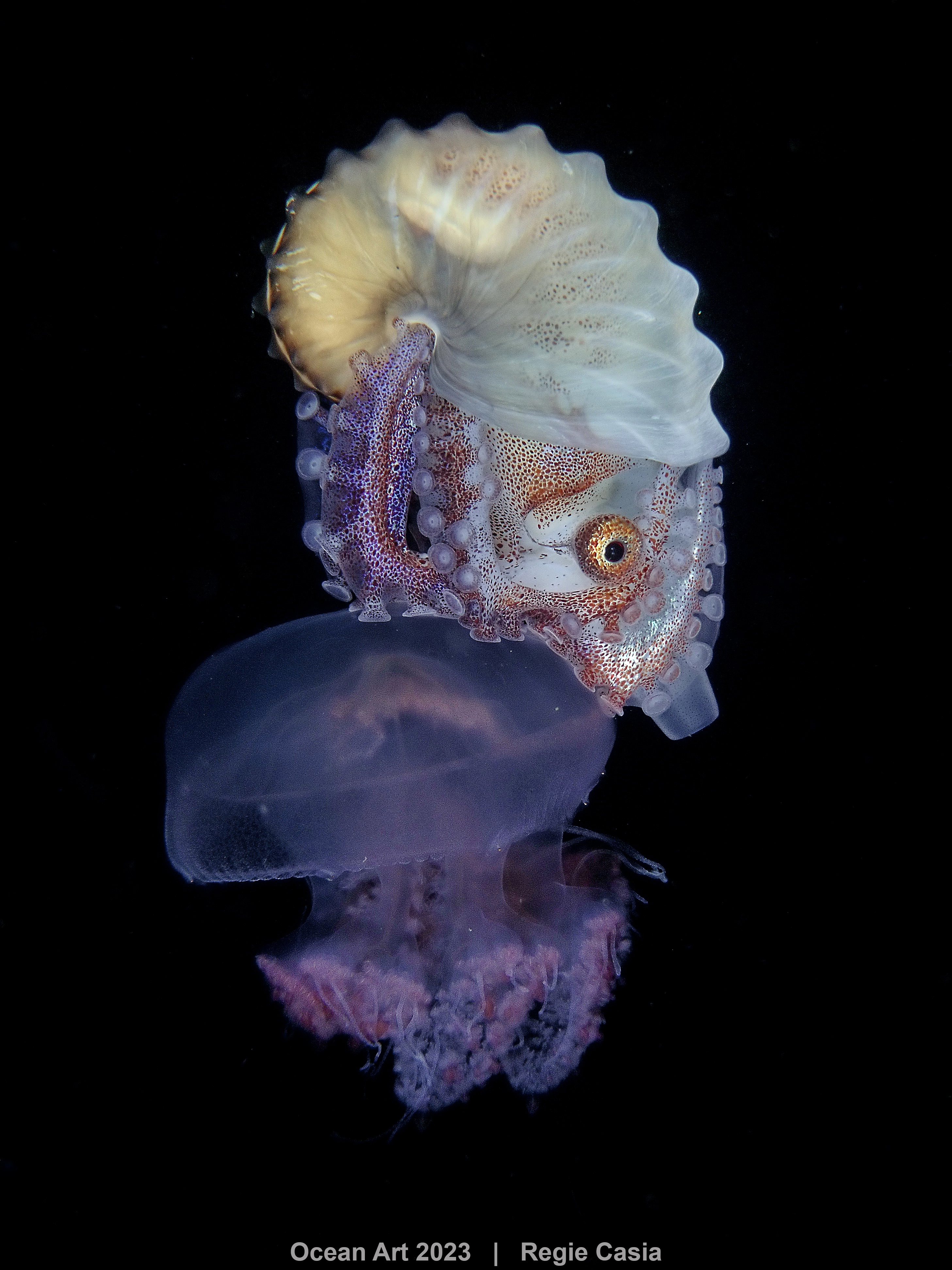 Ocean Art 2023 - 3rd Place Compact Macro - Underwater Photography Guide