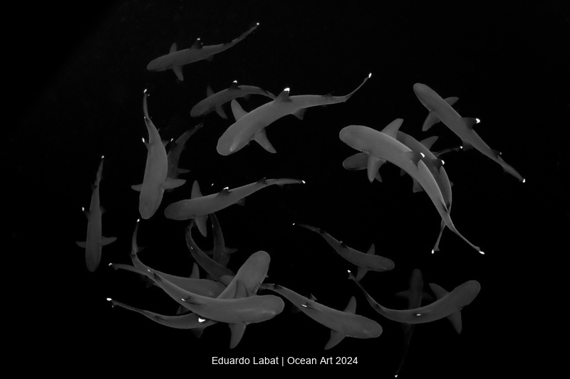 Ocean Art 2024 - 1st Place Black & White - Underwater Photography Guide