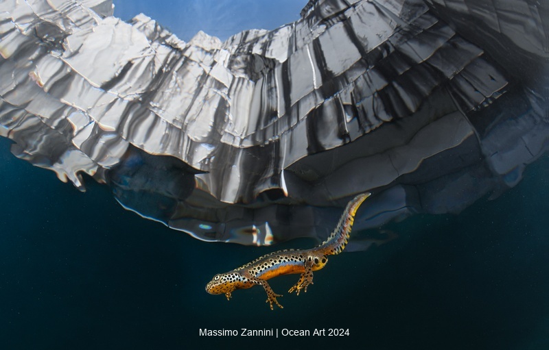 Ocean Art 2024 - Honorable Mention Cold Water - Underwater Photography ...