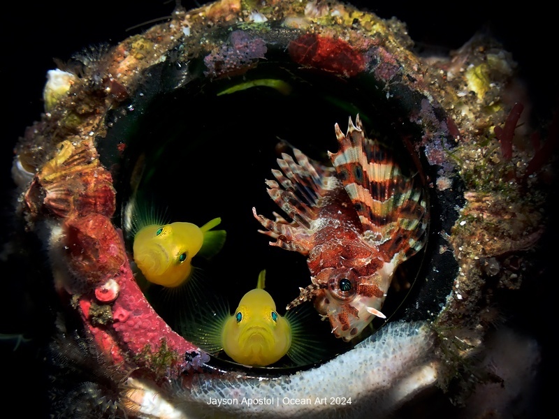 Ocean Art 2024 - 3rd Place Compact Macro - Underwater Photography Guide