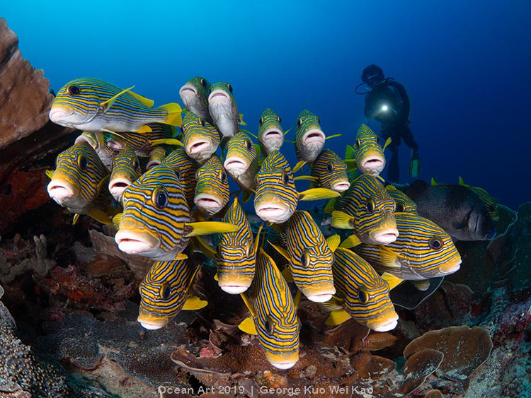 1st Place Novice Wide Angle George Kuo-Wei Kao - Underwater Photography ...