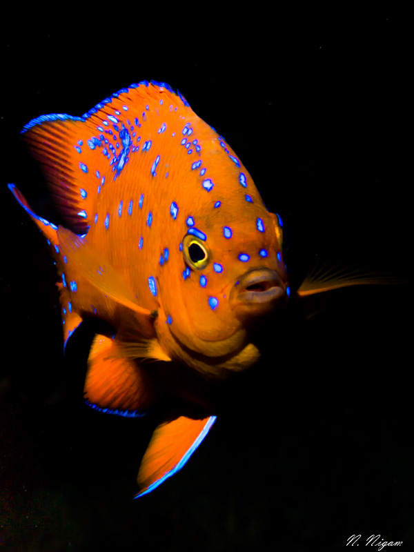 Tips for Lighting Quick Critters with a Snoot - Underwater Photography ...