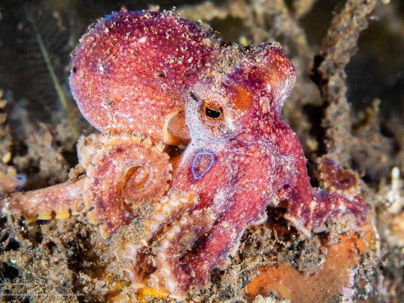 Diving Tulamben, Bali: Macro, Wide and Wreck! - Underwater Photography ...