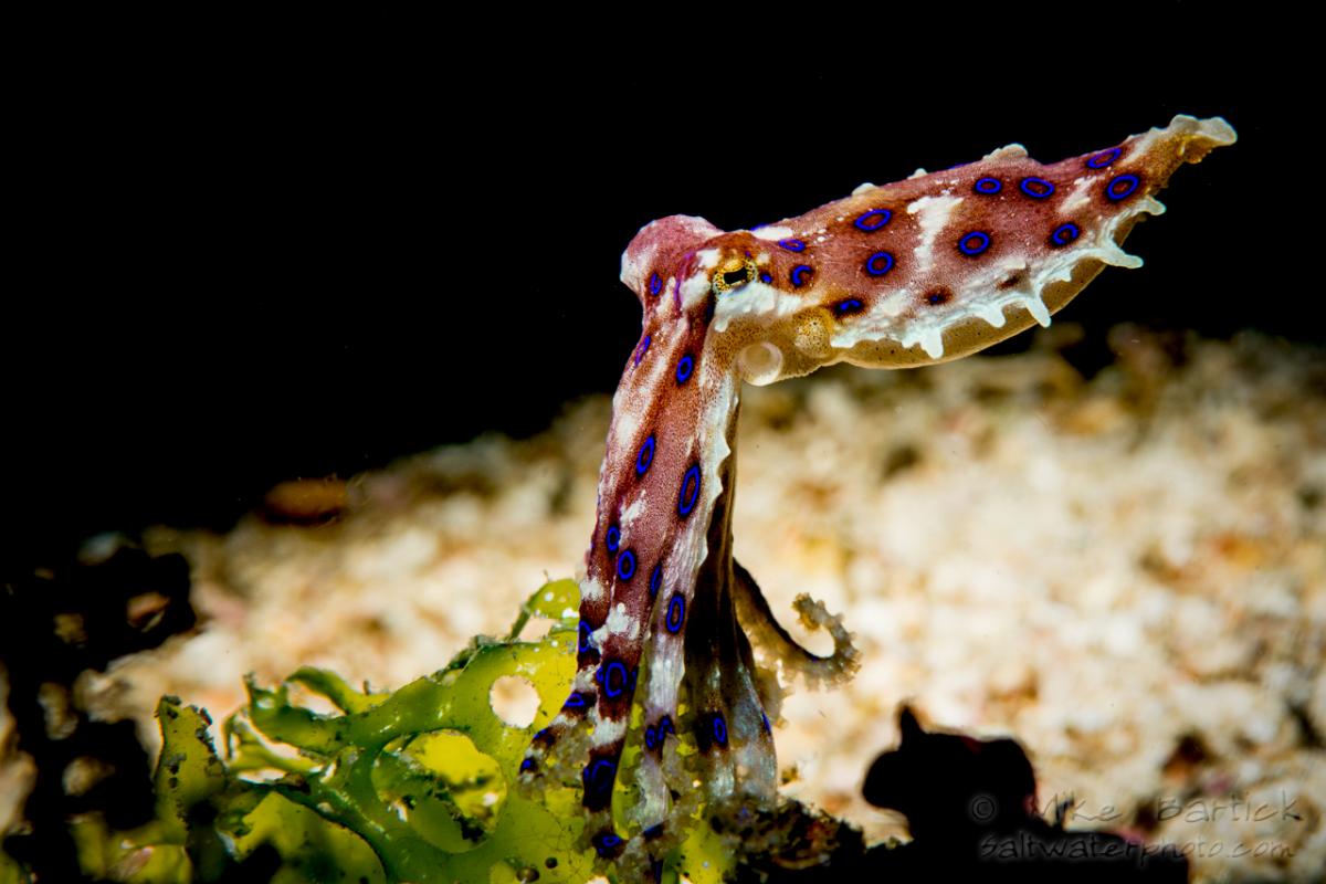 Blue Ringed Octopus Facts and Underwater Photos|Underwater Photography ...
