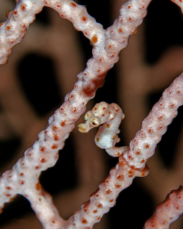 Photographing Pygmy Seahorses - Underwater Photography Guide