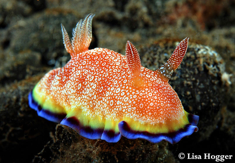 Dispatch from Batanta Island - Underwater Photography Guide