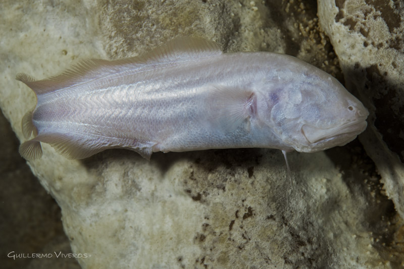 Cave Photography in Mexico's Cenotes - Underwater Photography Guide