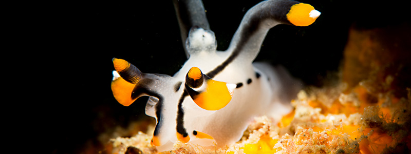 Ultimate Guide to Snoot Photography - Underwater Photography Guide