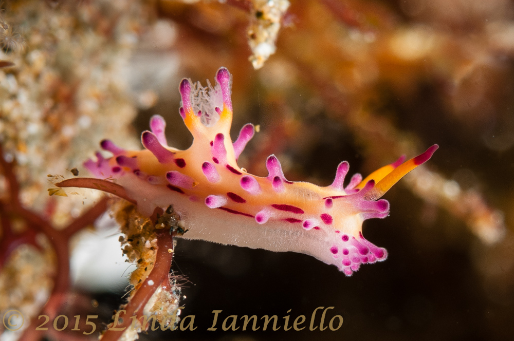How to Find Nudibranchs|Underwater Photography Guide