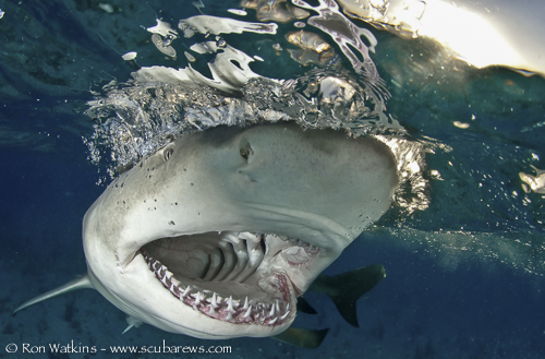 10 Epic Shark Dive Destinations|Underwater Photography Guide
