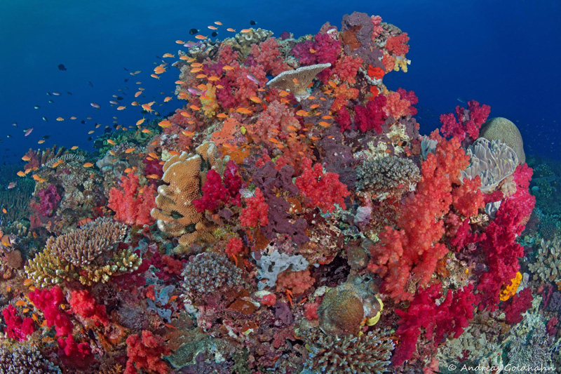 The Vibrant Soft Corals of Fiji - Underwater Photography Guide