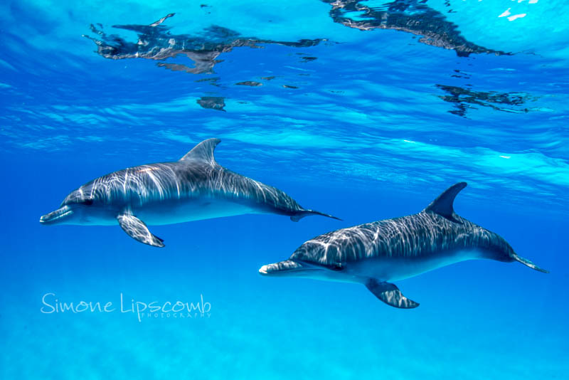 Dolphin Play in Bimini - Underwater Photography Guide