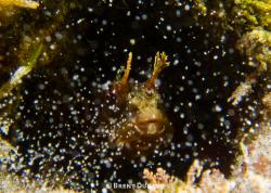 The Art of Blackwater Photography - Underwater Photography Guide