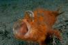 The Hunt For The Pink Frogfish - Underwater Photography Guide