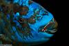5 Tips for Underwater Photography at Night - Underwater Photography Guide