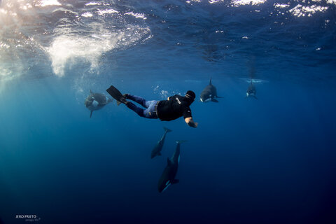 An Encounter with Orcas in Mexico - Underwater Photography Guide