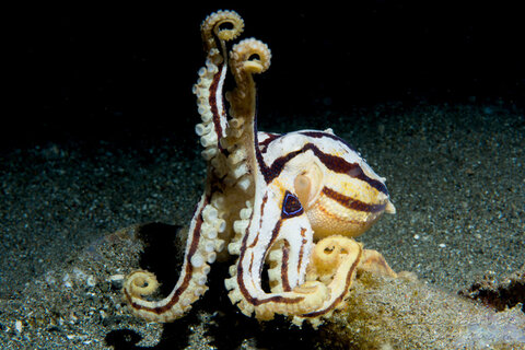 Blue Ringed Octopus Beak