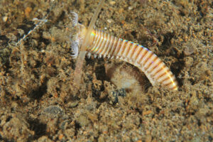 Bobbit worm - ambush predator, Eunice aphroditois - Underwater ...
