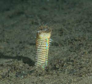Bobbit worm - ambush predator, Eunice aphroditois - Underwater ...