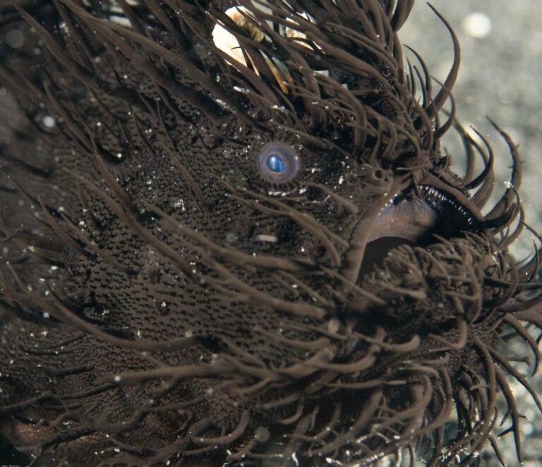 Frogfish - Underwater Photography Guide