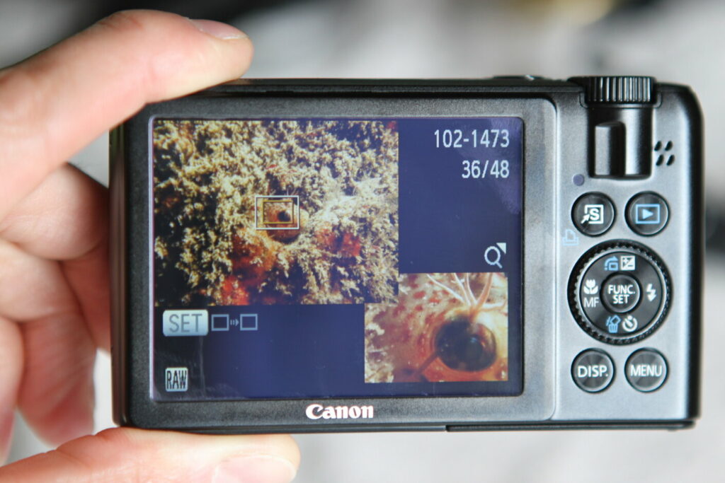 Compact Corner: Discovering Focus Check - Underwater Photography Guide