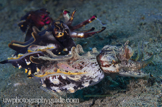 The Hunt For The Pink Frogfish - Underwater Photography Guide