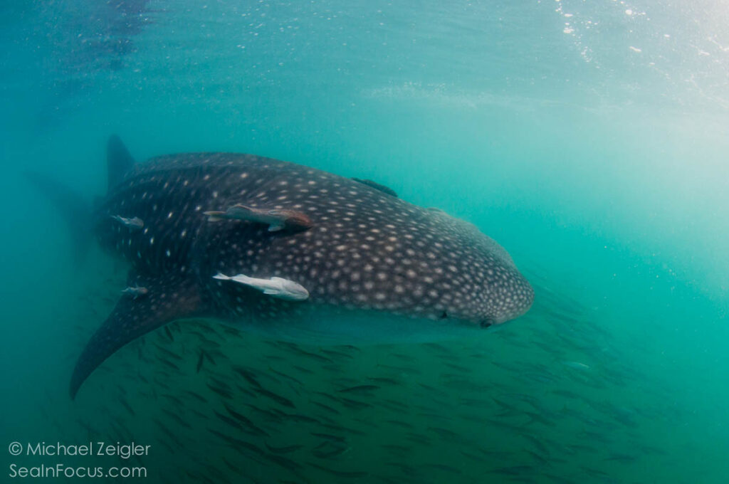 Ten Amazing Photos You Can Take With A Fisheye Lens - Underwater ...