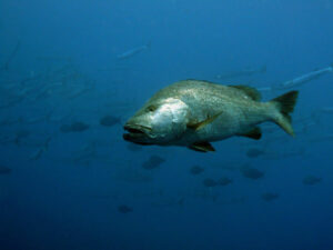 Coiba: Fish Photography at Surprise Island - Underwater Photography Guide