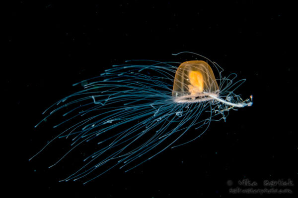 The Art of Blackwater Photography - Underwater Photography Guide