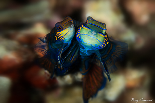 Diving Cebu, Philippines - Underwater Photography Guide