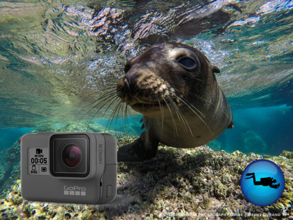 Beginner's Guide to GoPro for Underwater Video - Underwater Photography ...