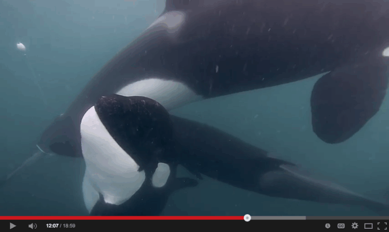 Orca Rescue Video in 4K - Underwater Photography Guide