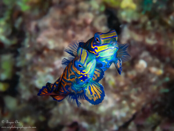 Diving Malapascua – Beyond the Thresher Sharks - Underwater Photography ...