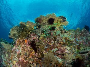 Diving Malapascua – Beyond the Thresher Sharks - Underwater Photography ...