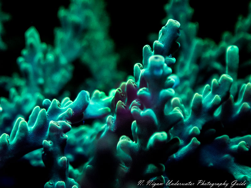 Fluoro Diving - Underwater Photography Guide