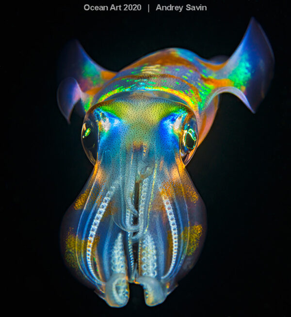 3rd Place Underwater Art Ocean Art 2020 Andrey Savin - Underwater ...