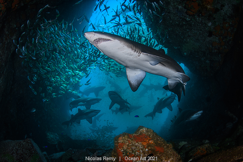 2nd Place Wide Angle Nicolas Remy - Underwater Photography Guide