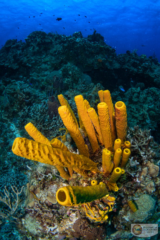 Nikon Z8 Review - Underwater Photography Guide