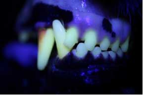 Fluoro Diving - Underwater Photography Guide